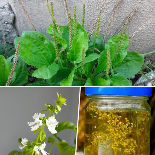 “Plantago: Proprietățile și Avantajele Acestei Ierburi Sălbatice ...