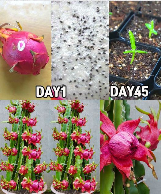 Cómo Cultivar Pitahaya en Macetas a partir de Semillas: Una Guía ... Cómo Cultivar Pitahaya en Macetas a partir de Semillas: Una Guía ...