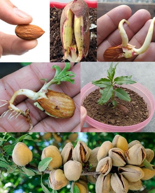 Cum să crești un arbore de migdal din semințe acasă – Recipes