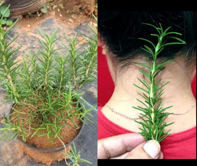 Beneficiile surprinzătoare ale cimbrului: o minune naturală. - Recipes