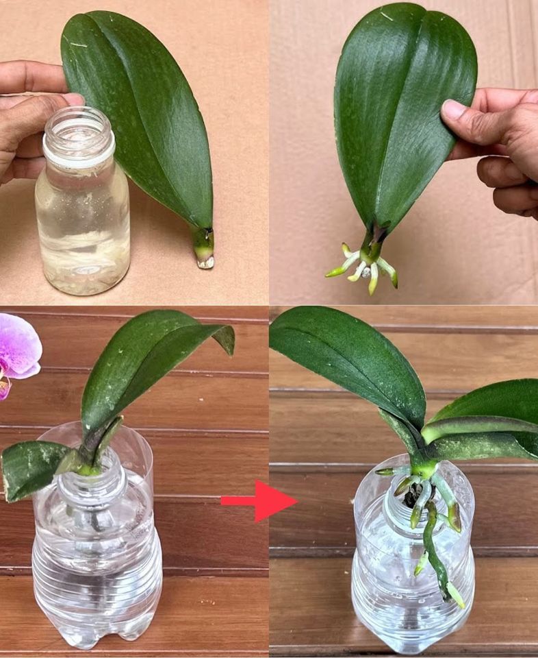 Un secret este dezvăluit! De ce să pui lămâie în orhidee? – Recipes